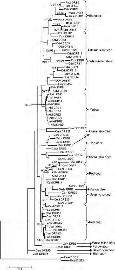 Phylogenetic Tree Reconstructed From Nucleotide Sequences Of Drb 2