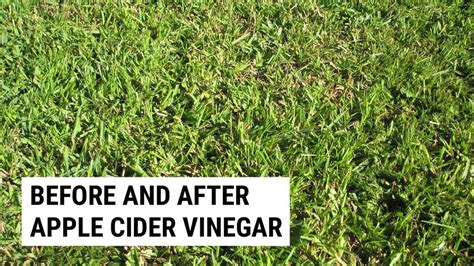 Removing Centipede Grass Before And After Youtube