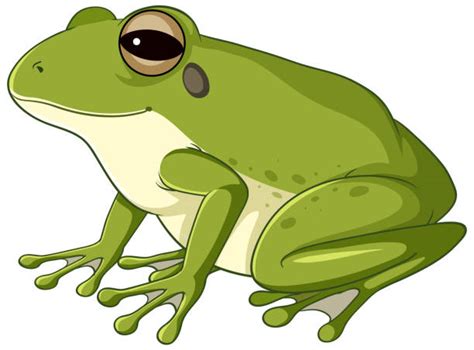35 900 Frog Stock Illustrations Royalty Free Vector Graphics And Clip