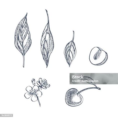 체리 집합입니다 손으로 그린된 베리 흰색 배경에 고립입니다 여름 과일 벡터 스타일 그림을 새겨져 있다 레이블 큰 포스터 인쇄 0명에 대한 스톡 벡터 아트 및 기타 이미지