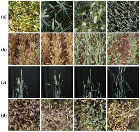 Detecting Wheat Heads From Uav Low Altitude Remote Sensing Images Using Deep Learning Based On