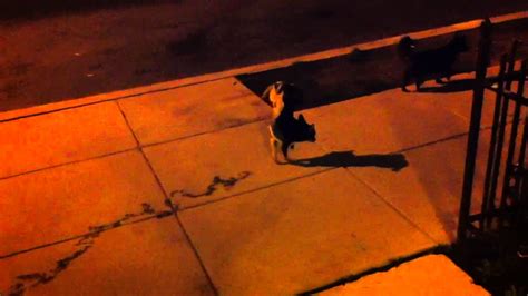 Dog Pees While Doing A Walking Handstand