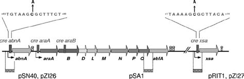 Organization Of The B Subtilis Chromosome Region Comprising The