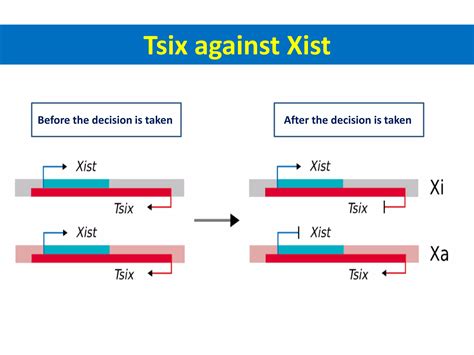 X Chromosome Inactivation Pptx