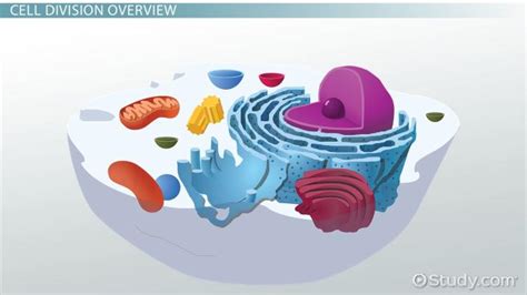 Spindle Fibers Definition Function Purpose Video Study Com