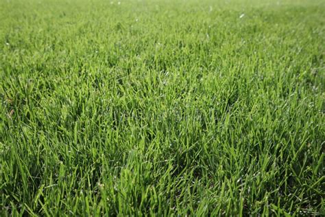 Texture Of Green Grass Green Soccer Grass Background Natural Grass