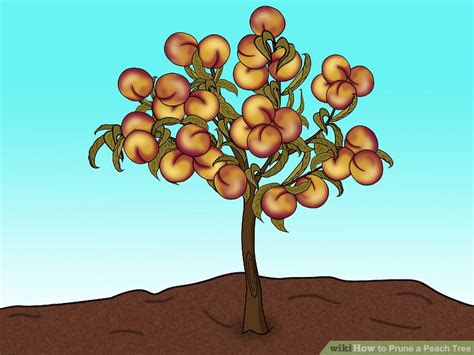 3 Ways To Prune A Peach Tree WikiHow