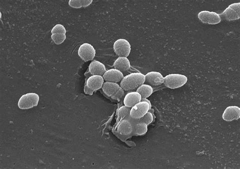 Enterococcus Vircell