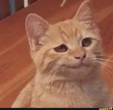 Smug Cat 