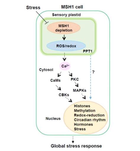 Sensory Plastids A Novel Form Of Specialized Plastid Plantae