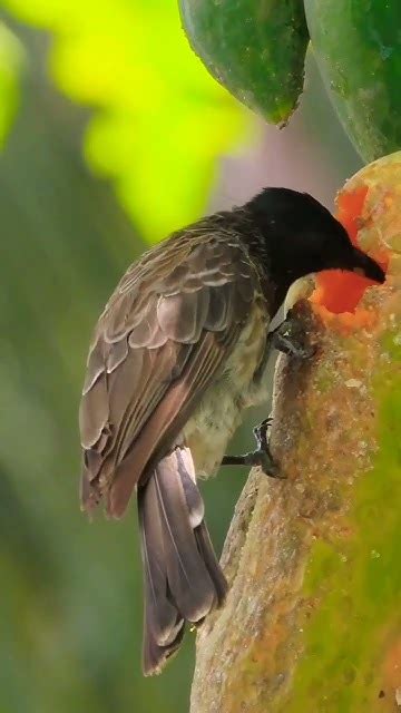 Red Vented Bulbul කොන්ඩ කුරුල්ලා Birds Shorts Shortvideo Youtube