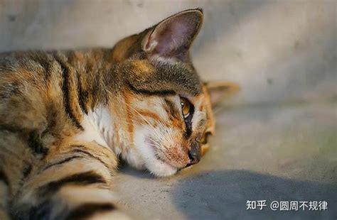 猫界最惨的5种猫咪日子过得都不好 知乎
