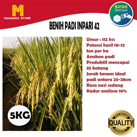 Jual Biji Padi Unggul Inpari 42 Agritan Gsr Shopee Indonesia
