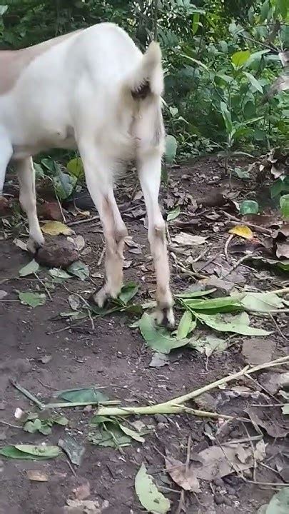 ঈদুল আজহা কোরবানির ছাগল🐐🐐🐐 ️ ️ ️🕋🕋🕋 Youtube
