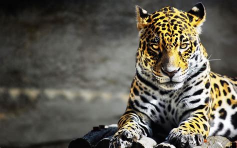 1000233 Animals Tiger Wildlife Big Cats Whiskers Leopard Jaguar