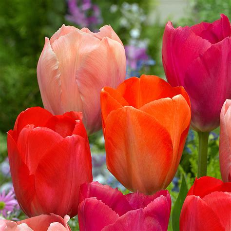 Buy Tulip Salmon Van Eijk At Uk