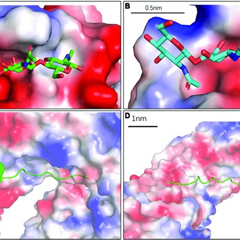 Examples Of Some Mature Microbe Associated Molecular Patterns Mamps
