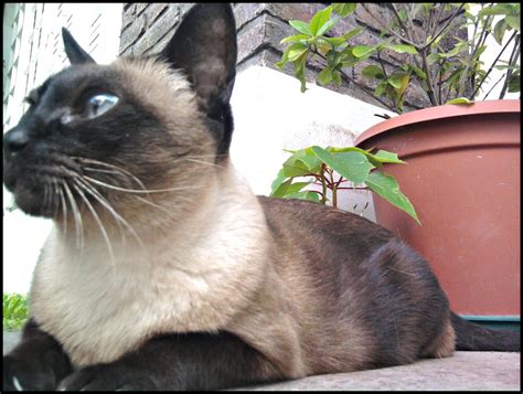 Sexy Cat By Slackerbiitch On Deviantart