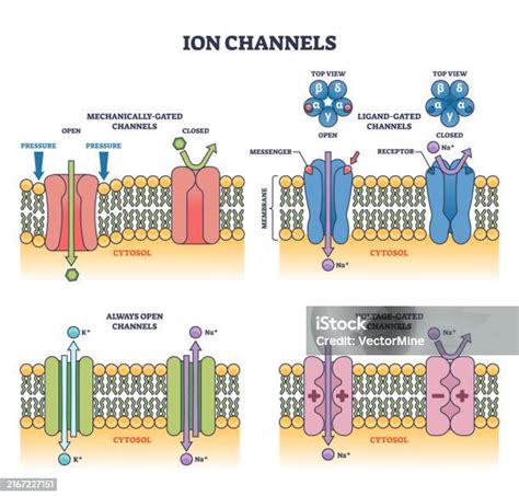다양한 멤브레인 게이트 유형을 가진 이온 채널 예 개요 다이어그램 개발에 대한 스톡 벡터 아트 및 기타 이미지 개발 게이트 과학 Istock