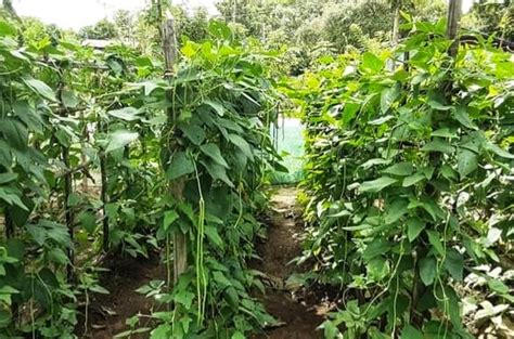 ကျိုက်ဒုံမြို့တွင် တစ်ပိုင်တစ်နိုင် ဟင်းသီးဟင်းရွက်စိုက်ပျိုးခြင်းက