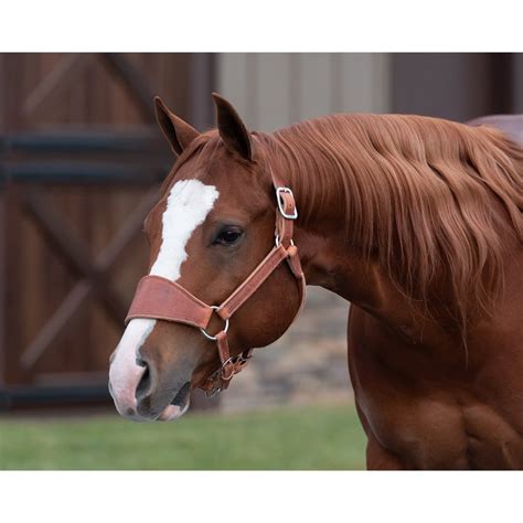 Leather Ranch Halter Horse Size