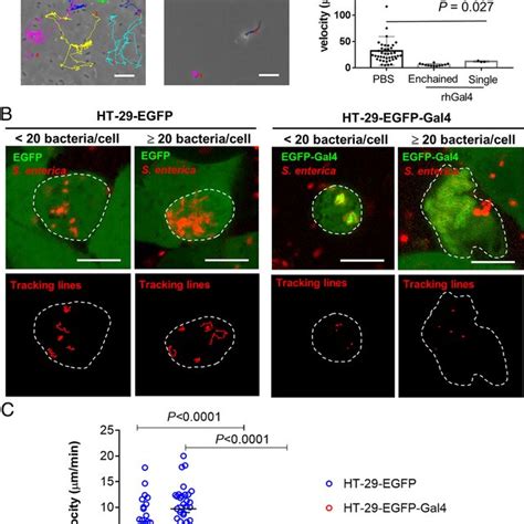 Galectin 4 Enchains Bacteria During Bacterial Growth By Binding To The