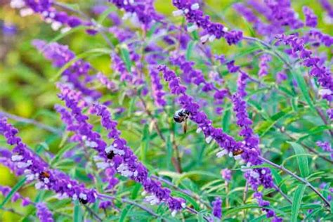 Salvia Leucantha Mexican Bush Sage Uses Design Tips Care