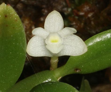 Cadetia Microphyton Orchidaceae
