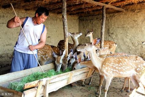 这种牲畜的肉味道好营养价值极高却很少有人吃怎么回事 养殖