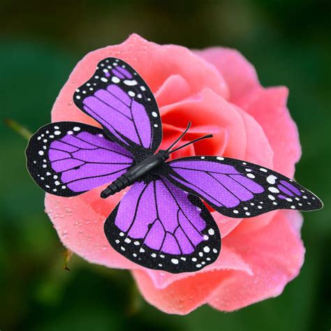 Real Purple Butterfly Images