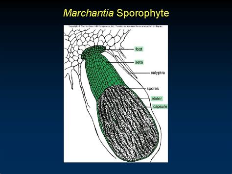 Introduction To The Plant Kingdom Bryophytes Outline Introduction