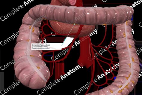 Omental Appendices Transverse Colon Complete Anatomy