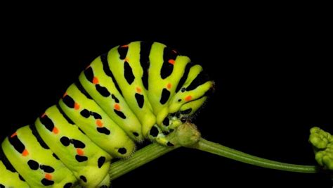 Free Picture Larva Insect Macro Metamorphose