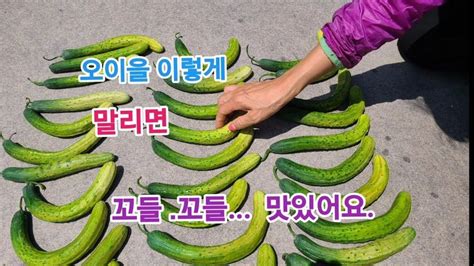 오이를 통째로 말리세요 한식 30년 이상 맛집 할머니가 알려주신 장아찌 황금 레시피 2024 한식 레시피 음식