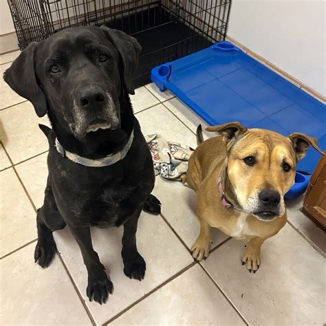 Meet Rusty And Ruby — Cross My Paws