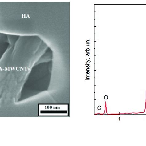 Scheme 1 The Fabrication Process Of Obtaining The Bioactive Composite