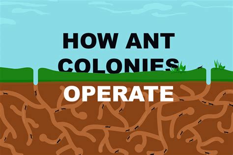 Understanding Structure And Hierarchy Of An Ant Colony