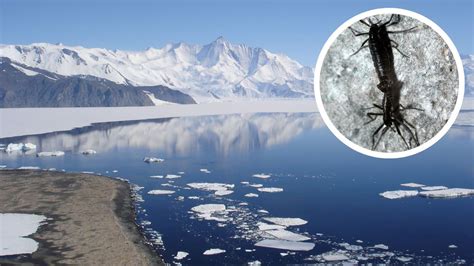 Scientists Uncover Microplastics In Antarcticas Sole Native Insect