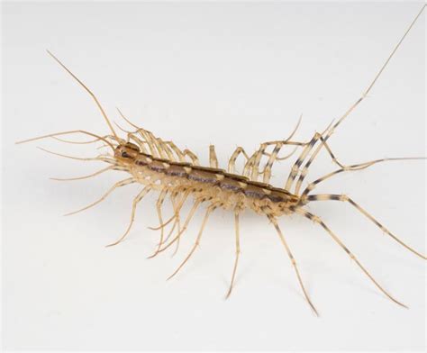 House Centipede The Rock Journey