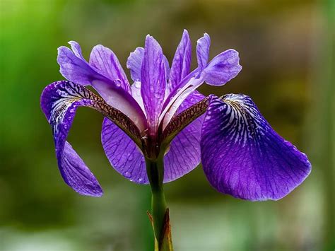 12 Native French Flowers Journey To France