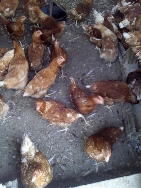 Starting A Poultry Farm A Blog Agriculture 137 Nigeria