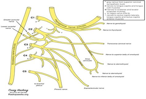 Upper Cervical Spine Anatomy Dr Mahmood Ahmad