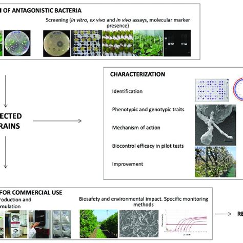 Flowchart Of Actions For Bacterial Biocontrol Agents Development