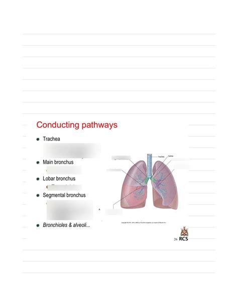 Diagram Of Conducting Pathways Quizlet