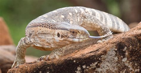 オオトカゲの飼い方人なれしやすい種類や飼育上の注意点を解説 となりのカインズさん