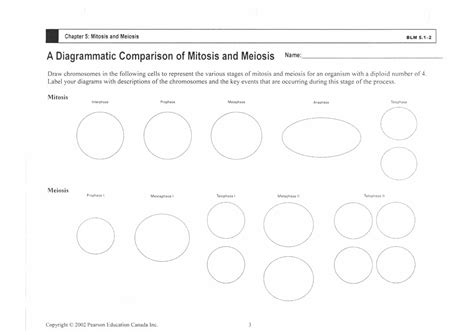 Meiosis Matching Worksheet 13 Best Of Genetics And Meiosis — Db
