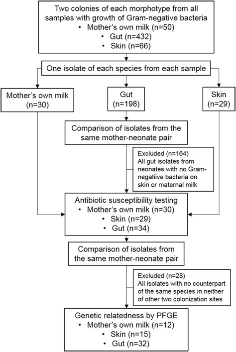 flowchart showing isolation and characterization of isolates included