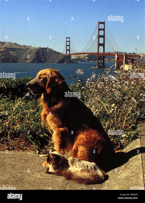 Homeward Bound 2 Lost In San Francisco Riley