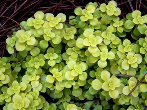 Sedum Makinoi Ogon