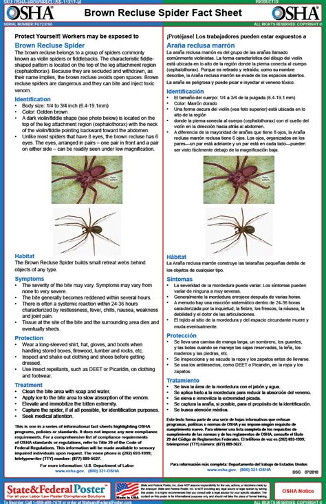 Brown Recluse Spider Facts